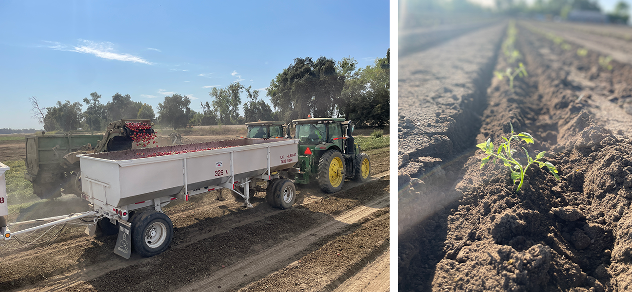 Row Crops - Richter AG