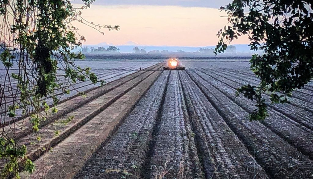 Row Crops - Richter AG